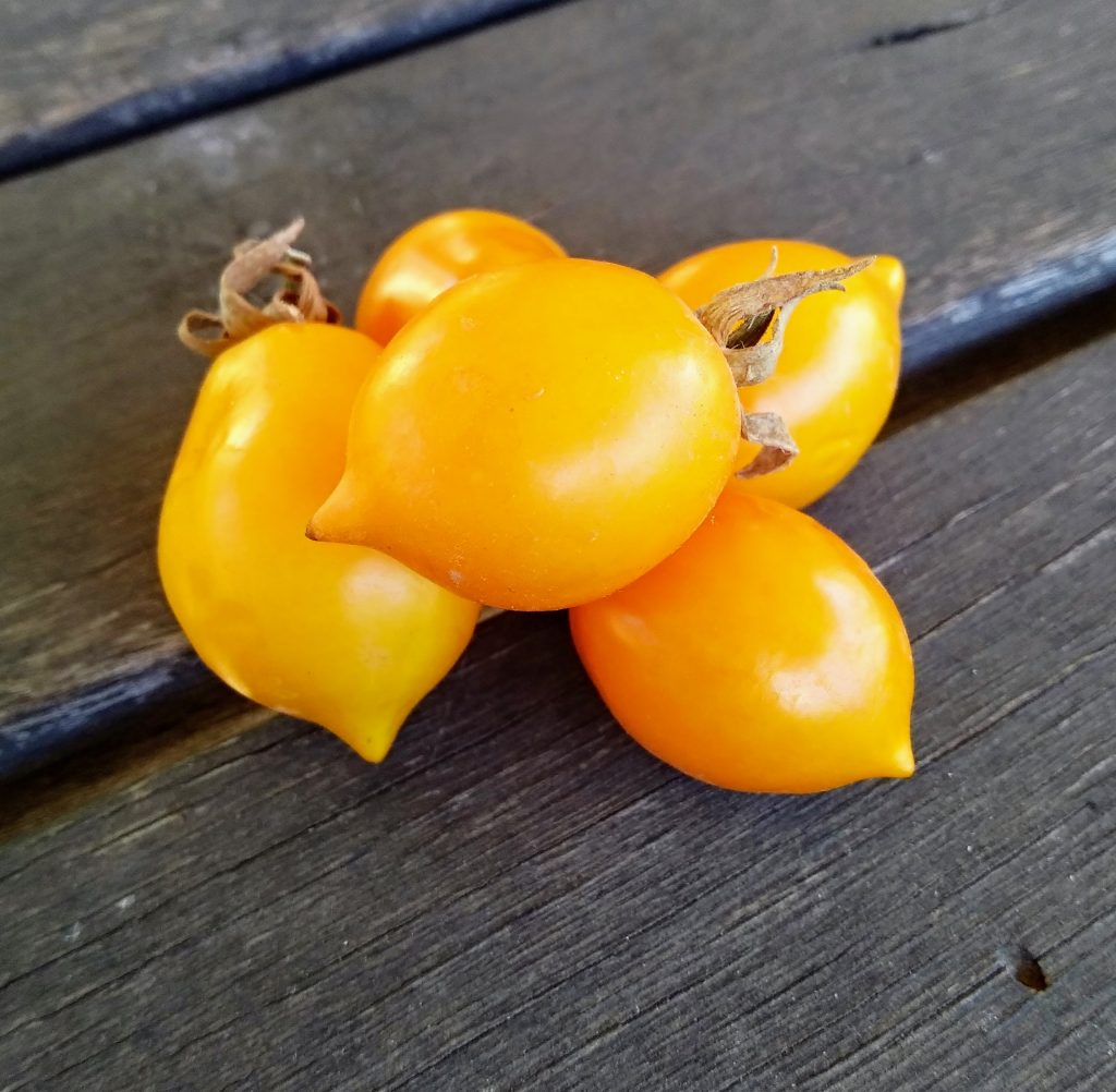 Tomato – Piennolo del Vesuvio ‘Yellow’ – Useful Seeds